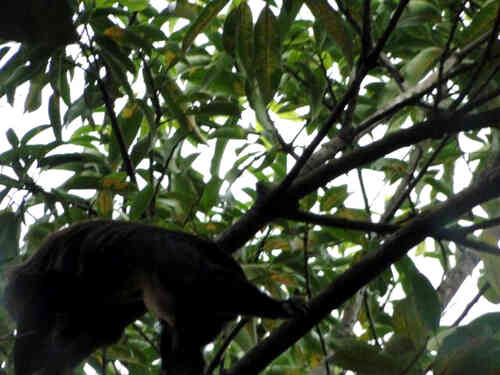 Pesquisadores registram grupo de Guaribas-da-Caatinga, primata ...