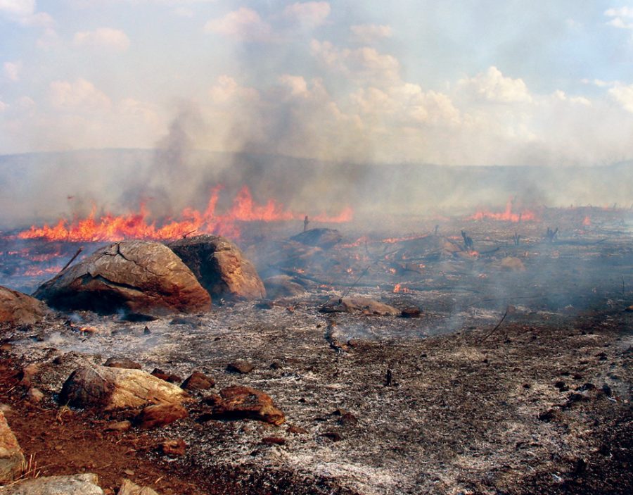 Queimadas crescem 48,8% no Brasil; Caatinga registra aumento de 32%