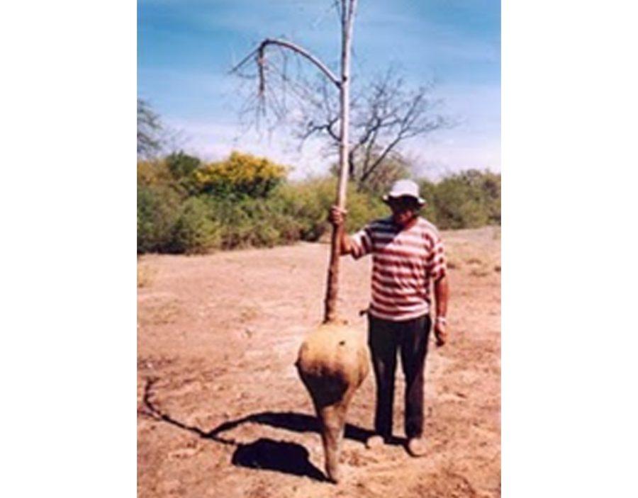 Sobre o bioma Caatinga
