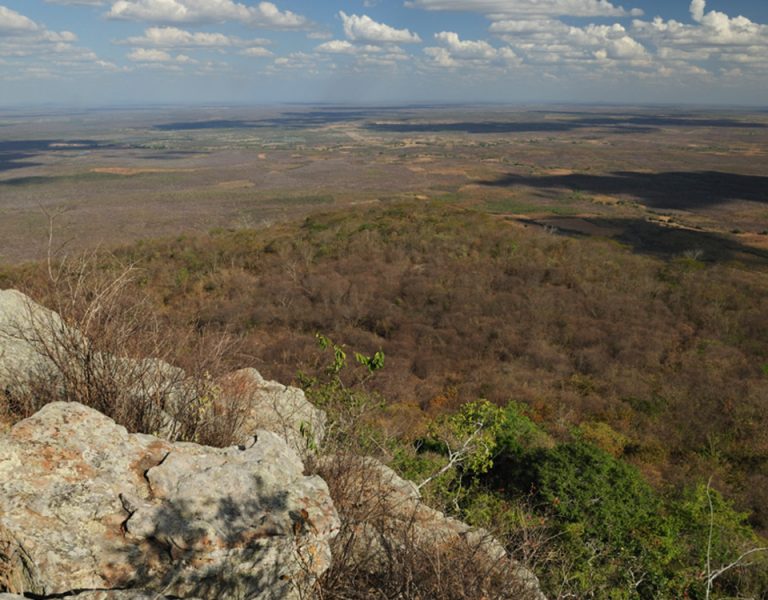 Sobre o bioma Caatinga