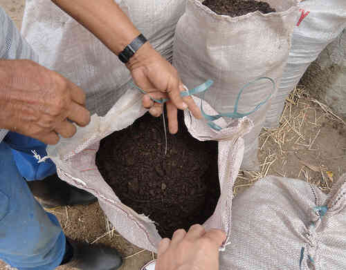 Entenda o que é e como funciona a compostagem