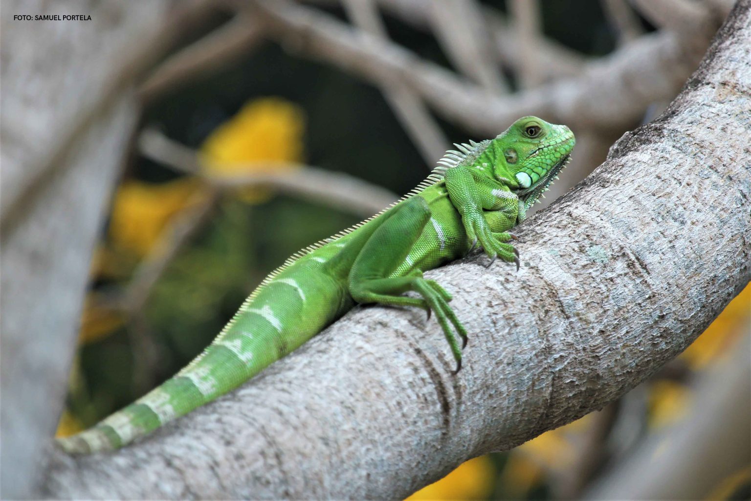 Fauna e Flora da Caatinga