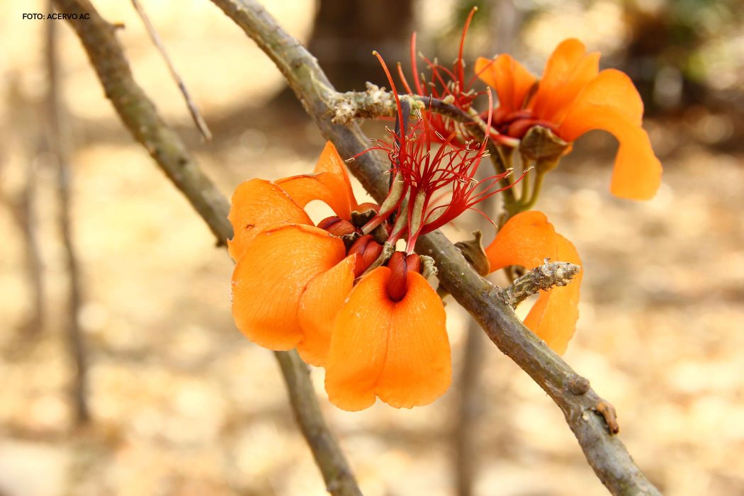 Fauna e Flora da Caatinga