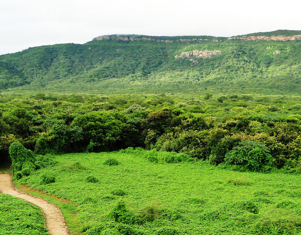 Sobre o bioma Caatinga