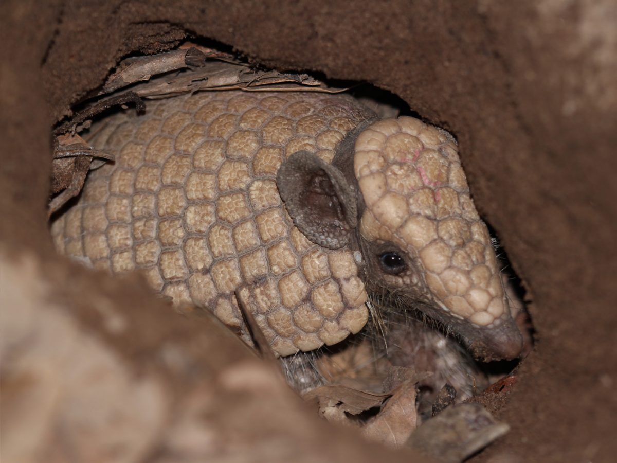 Projeto de Conservação Tatu-bola promove financiamento coletivo para ...